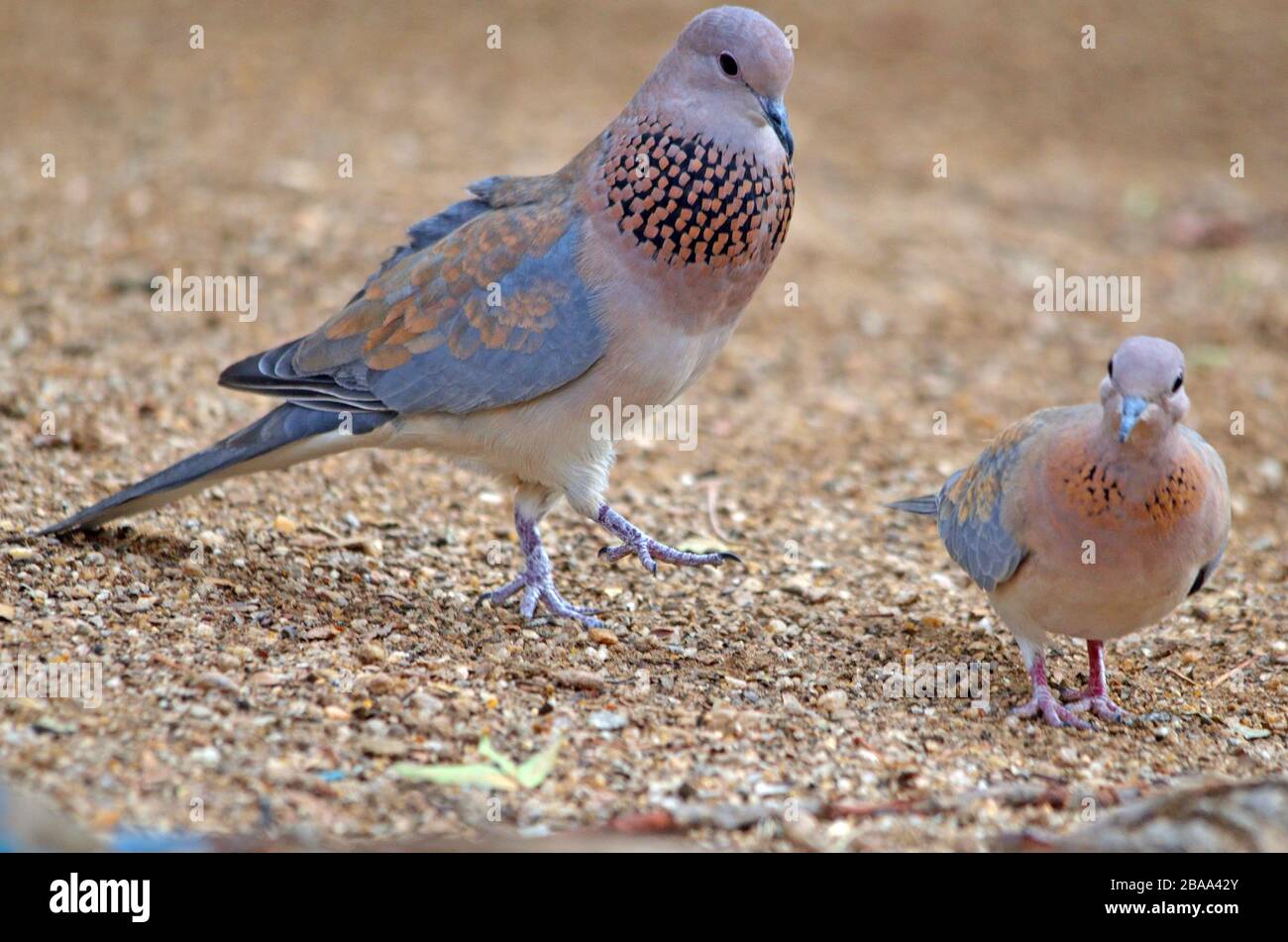A pair of laughing doves in mating stance Stock Photo - Alamy