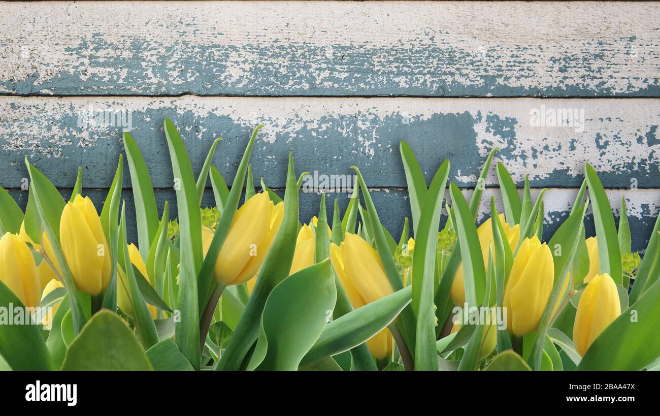 yellow spring tulips in front of wood plank background Stock Photo - Alamy