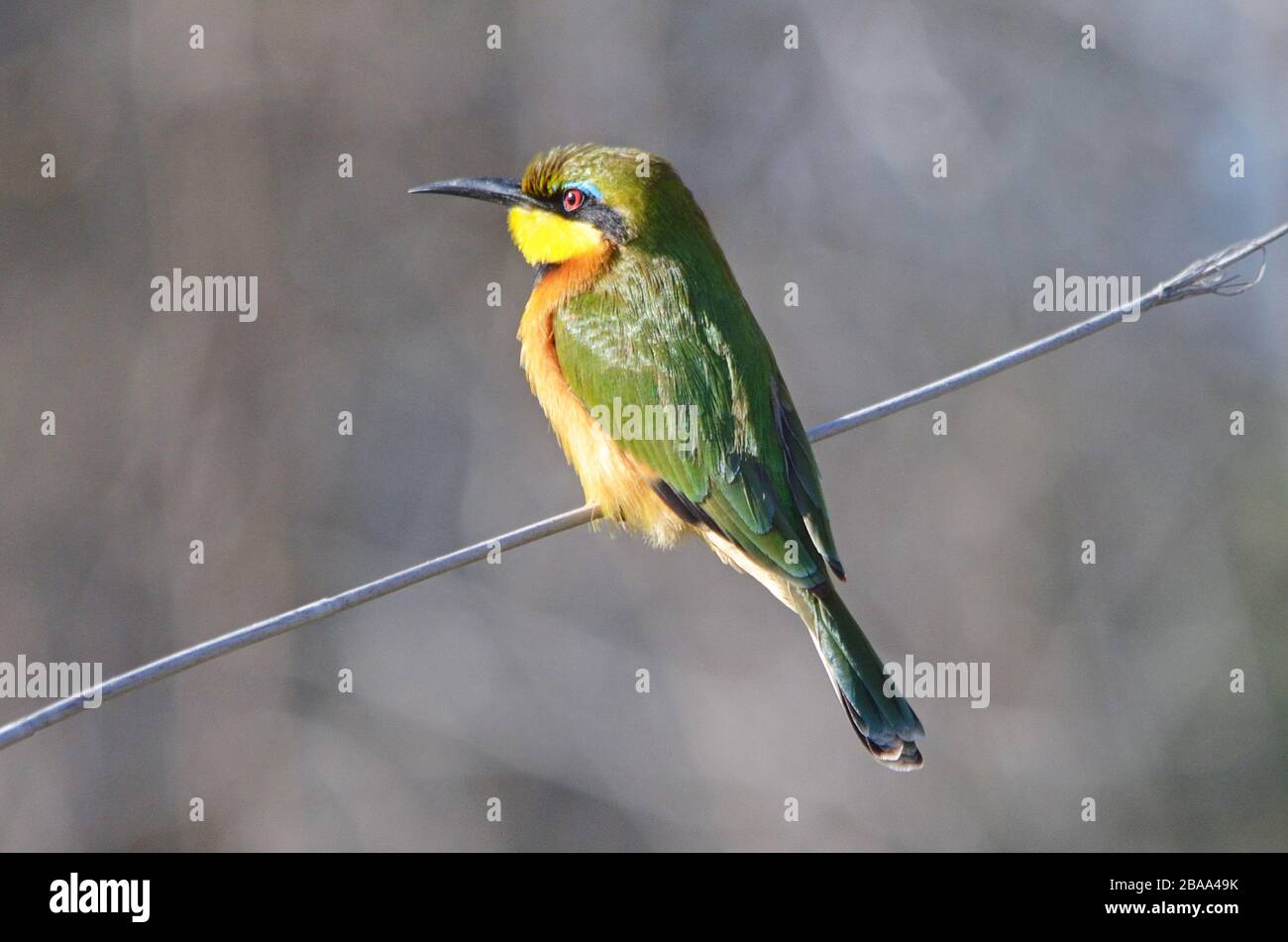 Little bee-eater on wire, grey background, Namibia Stock Photo - Alamy