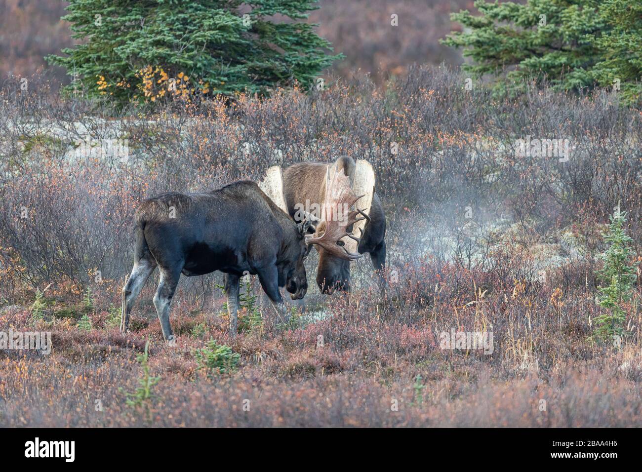 Alaska bull moose fighting hi-res stock photography and images - Alamy