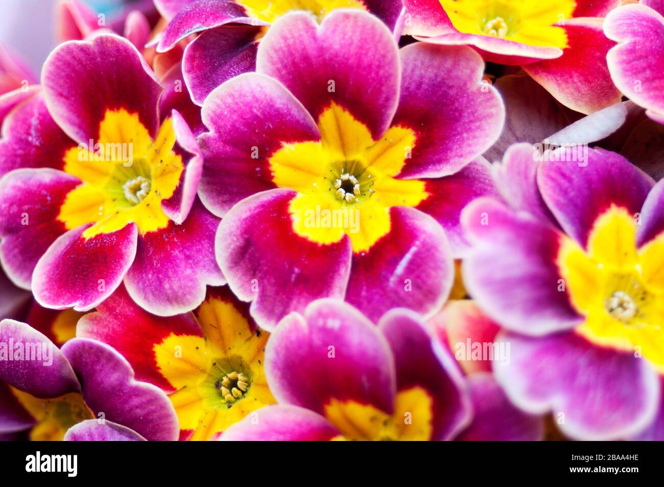 beautiful purple and yellow cowslip Stock Photo - Alamy