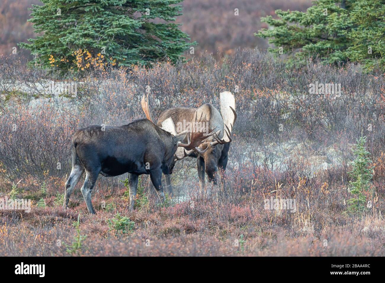 Alaska Yukon Bull Moose Fighting in Fall Stock Photo - Alamy