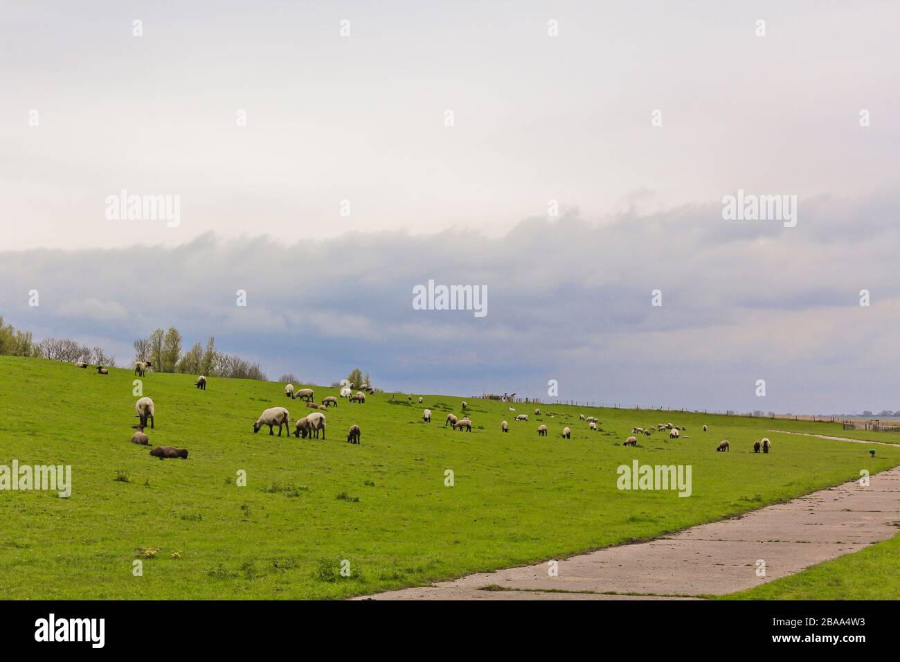 Landscape with sheep and pasture in Sehestedt, Jade, Wasermarsch ...