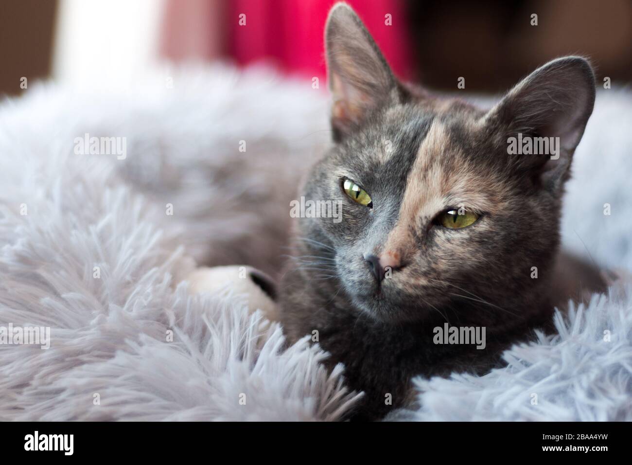 Soft kitty hi-res stock photography and images - Alamy