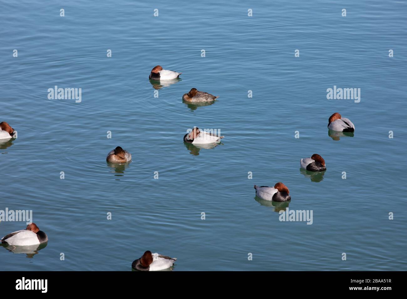 ten red-brown white ducks sleeping in dark blue water, by day Stock ...