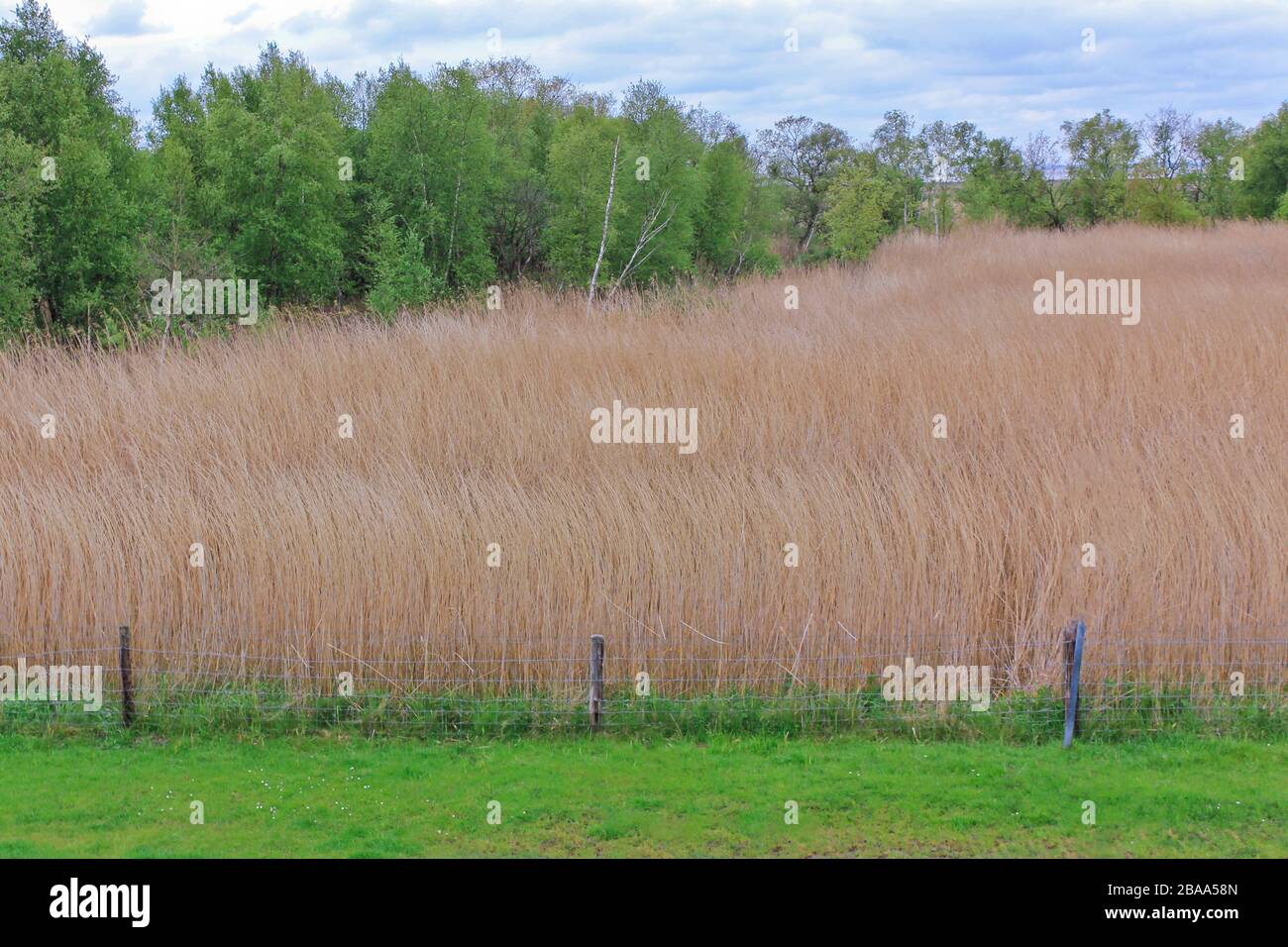 Coastal and forest landscape in Sehestedt, Jade, Wasermarsch, Germany ...