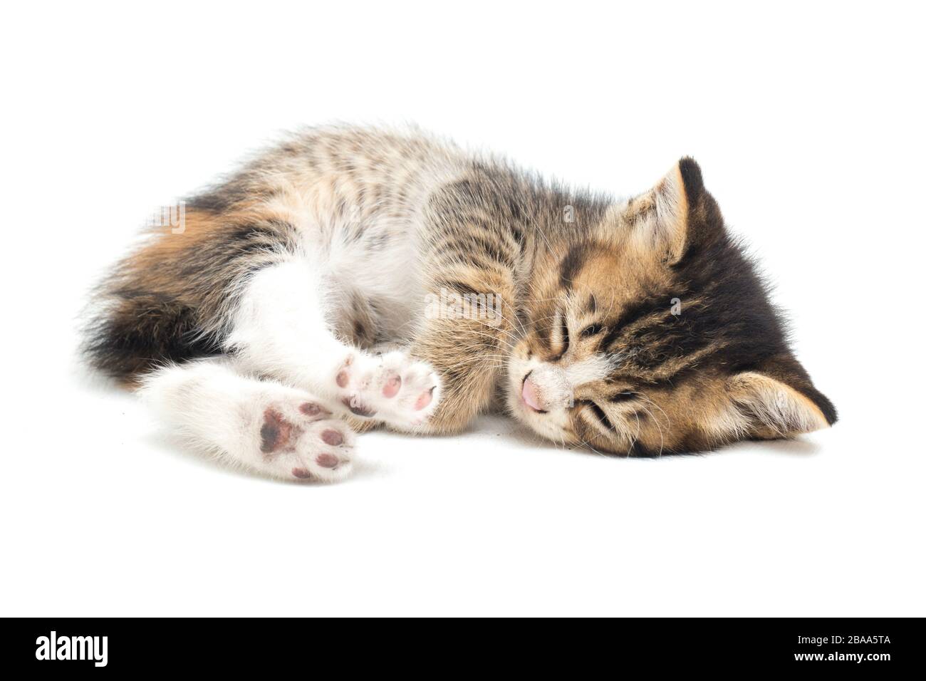 Animal sleeping positions hi-res stock photography and images - Alamy