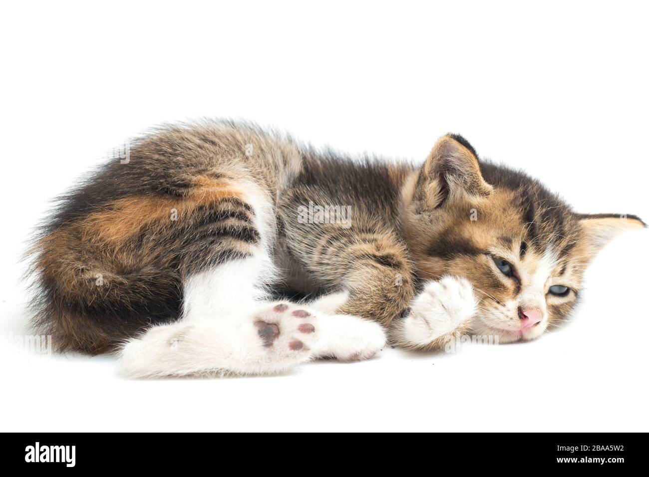 Cute Fluffy Calico Kitten