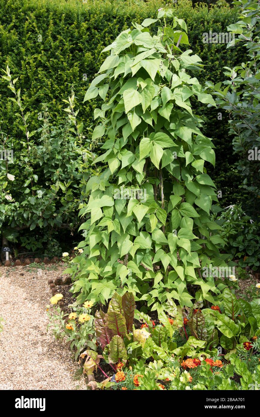 Runner beans growing hi-res stock photography and images - Alamy
