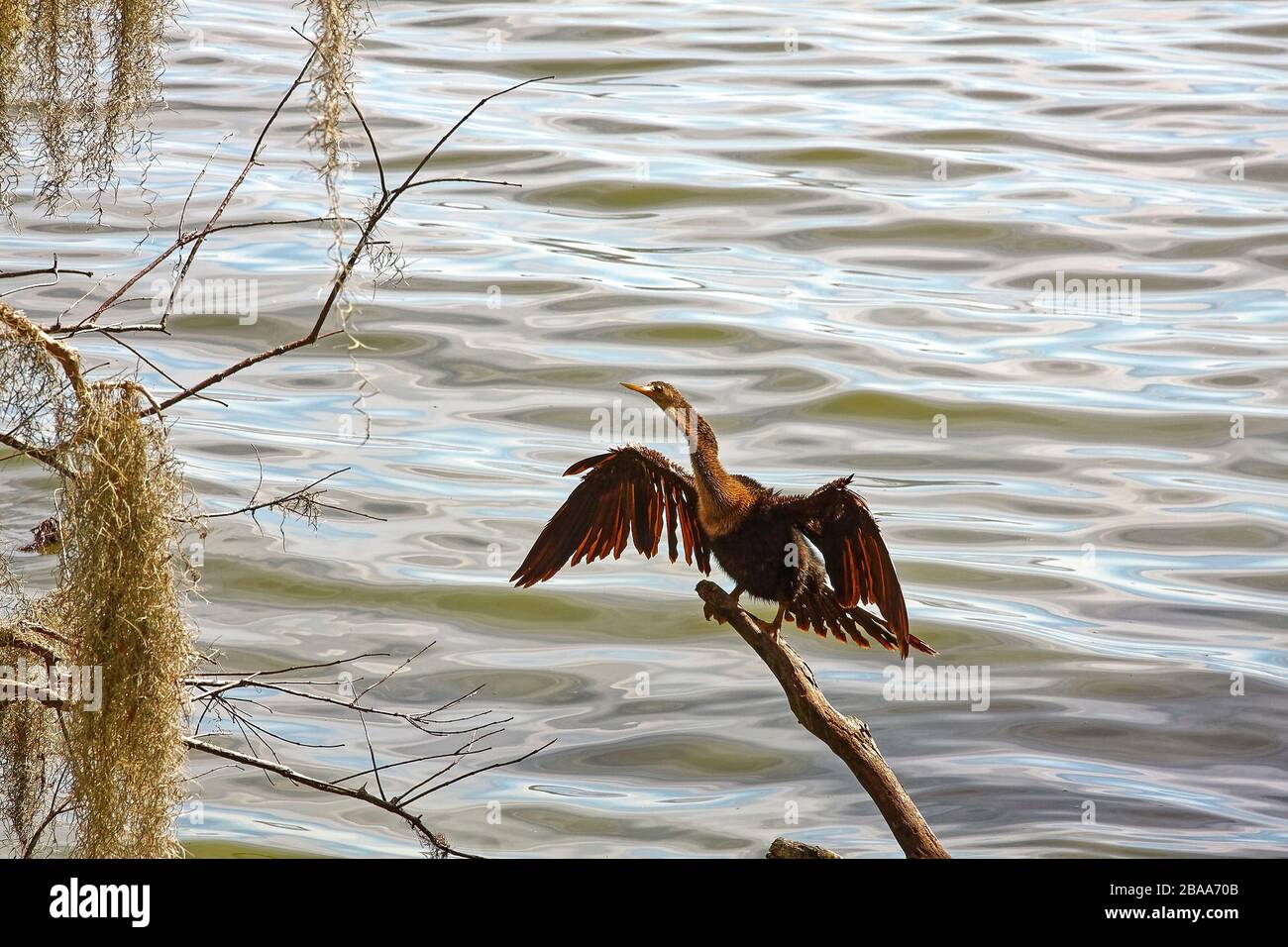 Anhinga; wings spread; feathers wet; on branch; front view; animal ...
