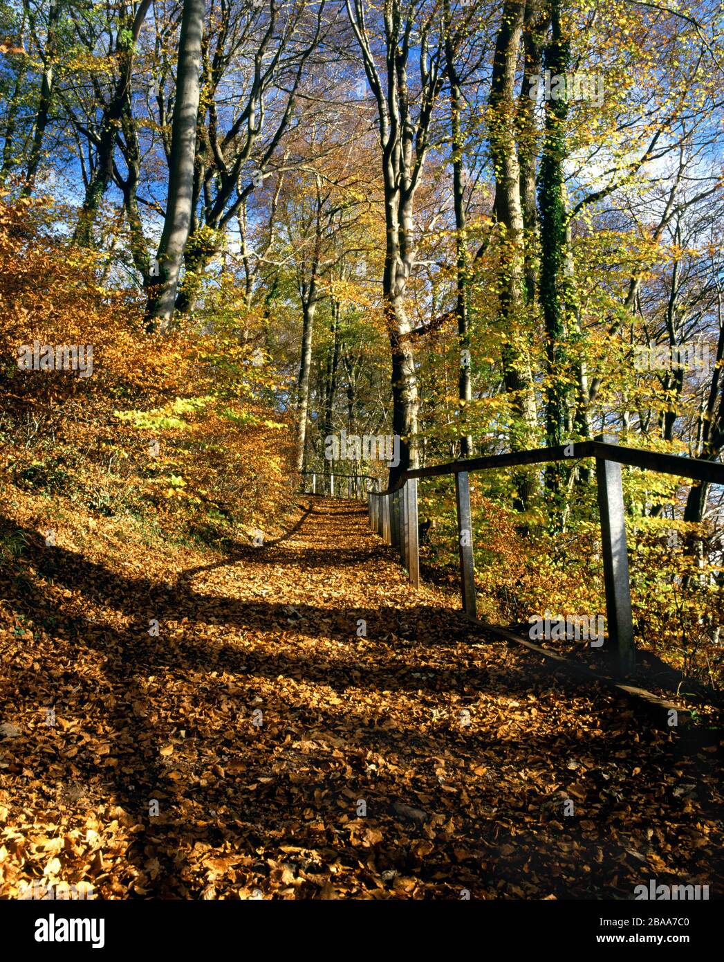 Footpath through beech trees hi-res stock photography and images - Alamy
