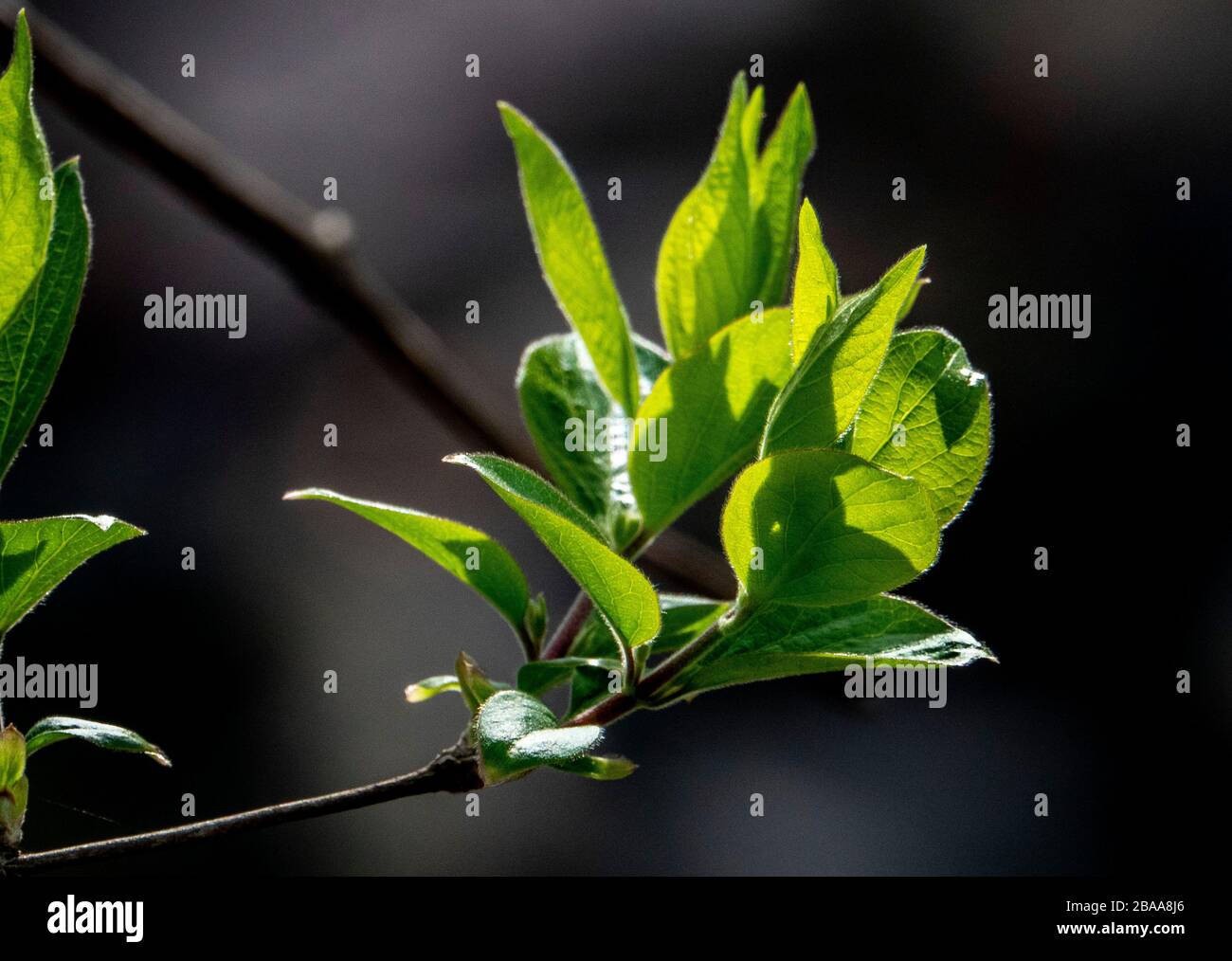 Blossom spikes hi-res stock photography and images - Alamy