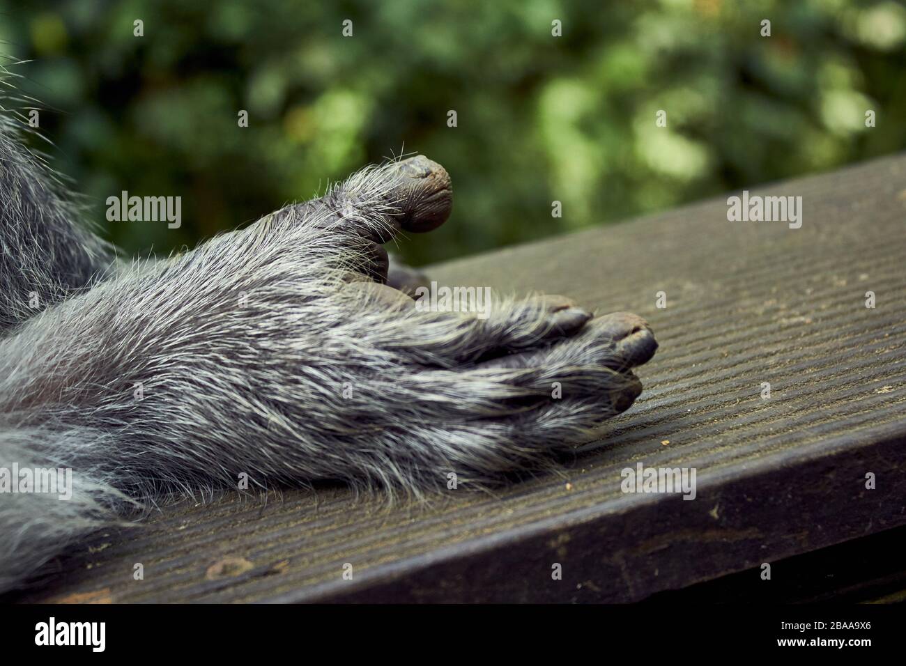 Indonesian monkey hand closeup outdoor Stock Photo - Alamy