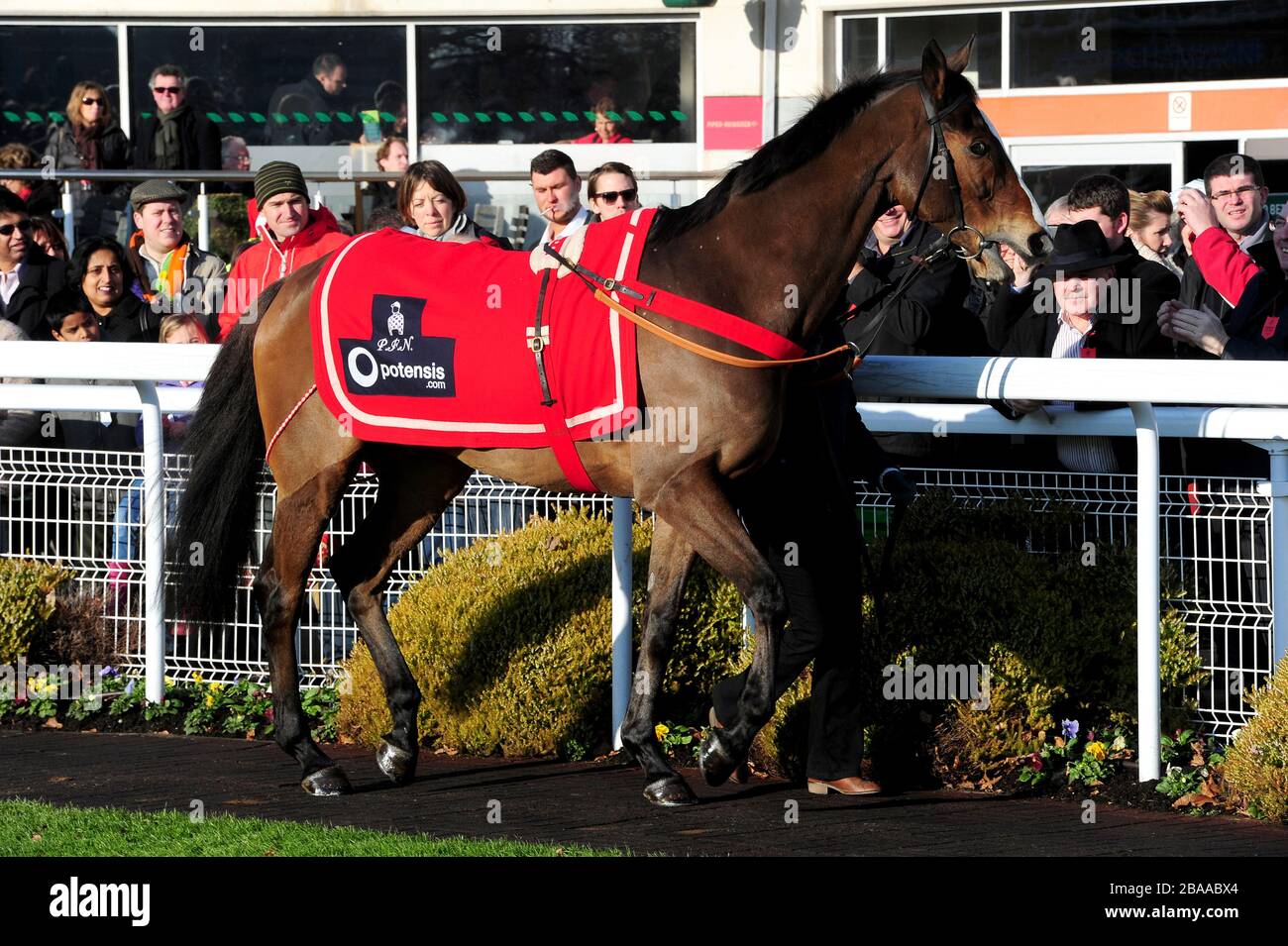 Ex Champion Kauto Star is paraded in the parade ring before the first ...