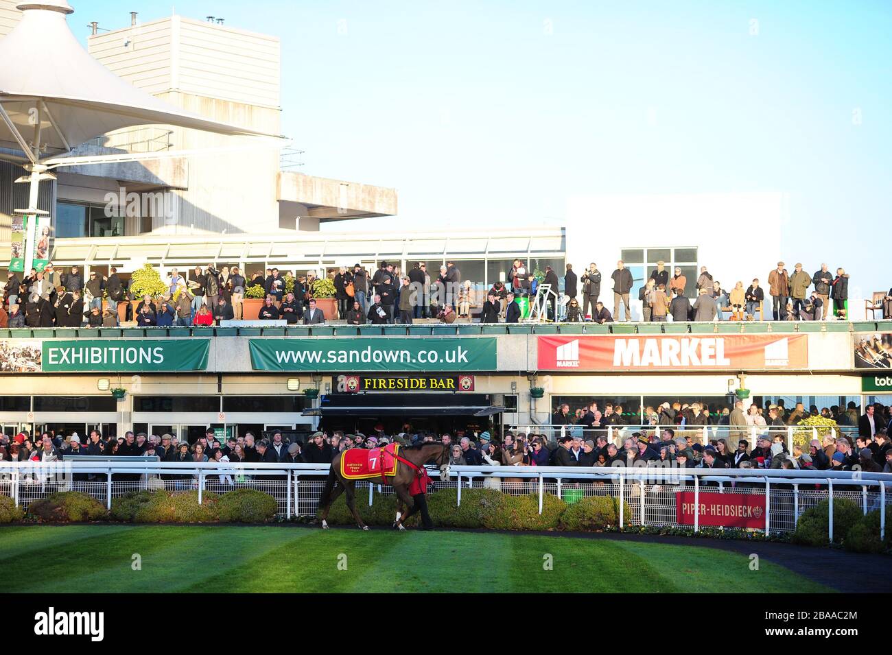 A horse in the parade ring before the main race Stock Photo - Alamy
