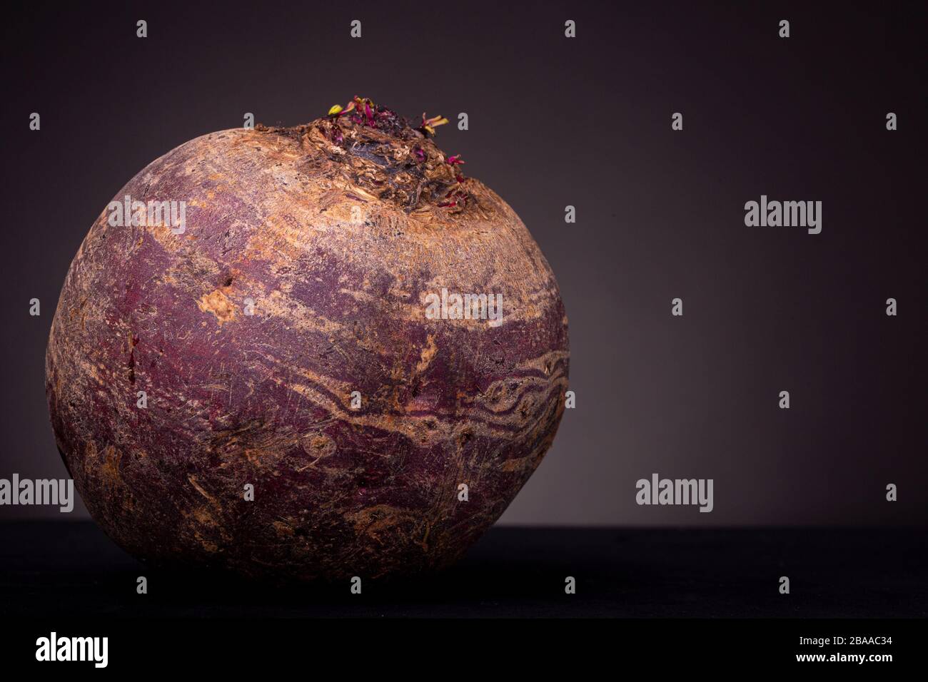 Details of a rough textured red beet contrasted against a dark grey low ...