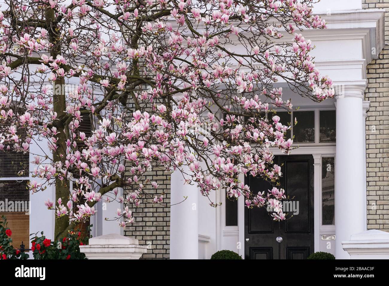 Kensington houses blossom hi-res stock photography and images - Alamy