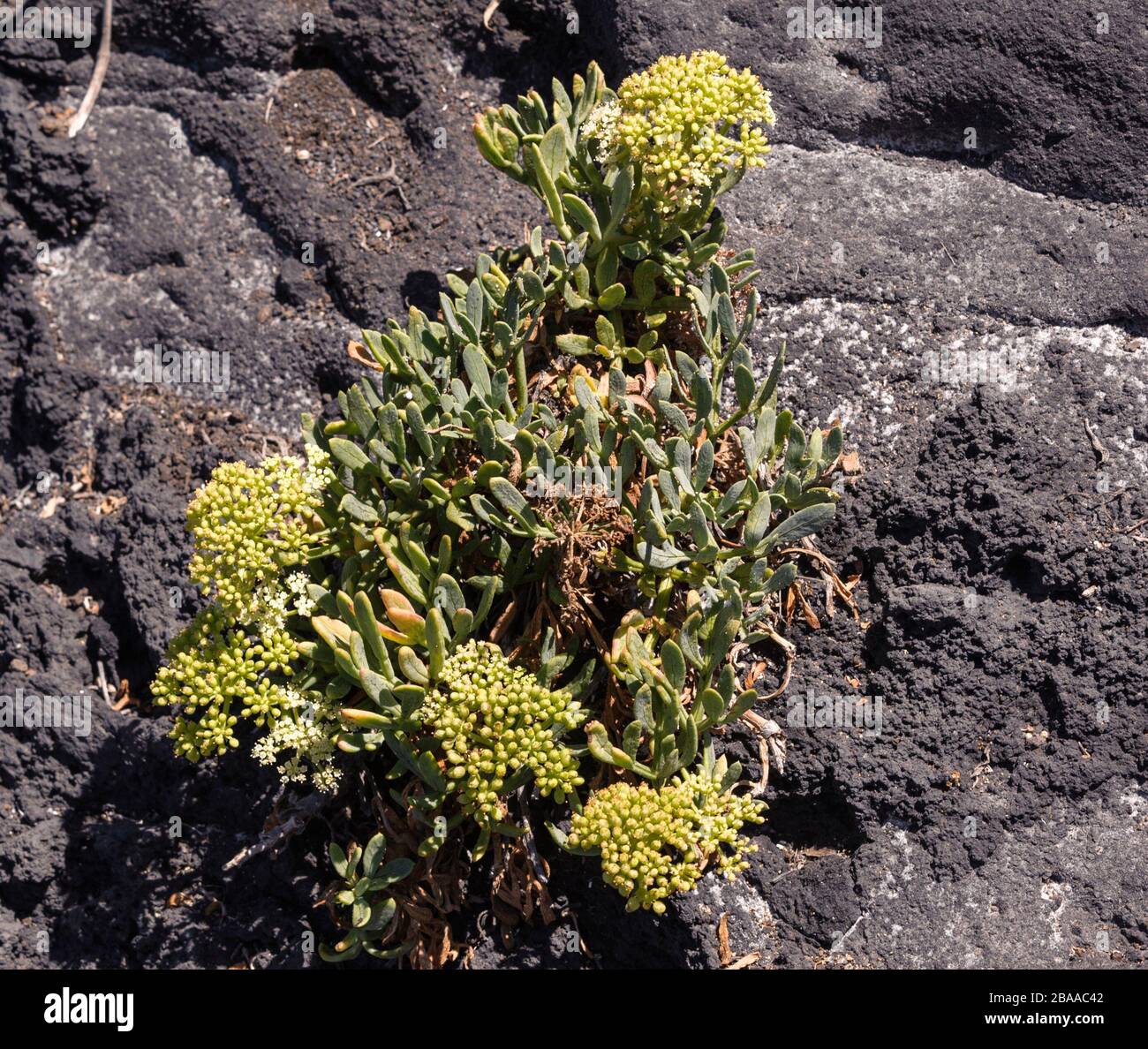 Crithmum maritimum hi-res stock photography and images - Alamy