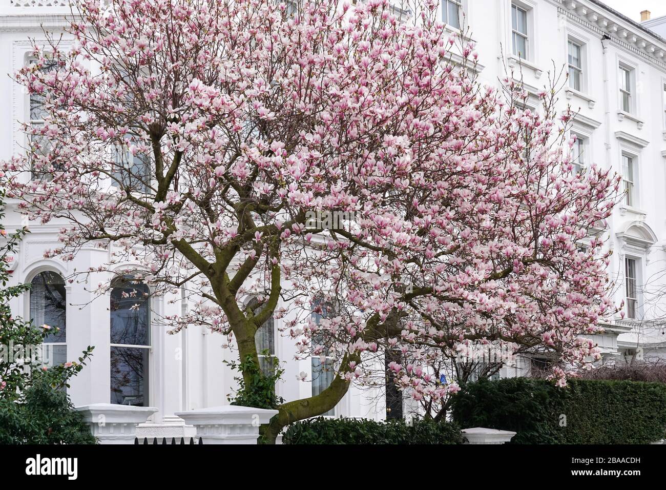 Magnolia tree in front garden hi-res stock photography and images - Alamy