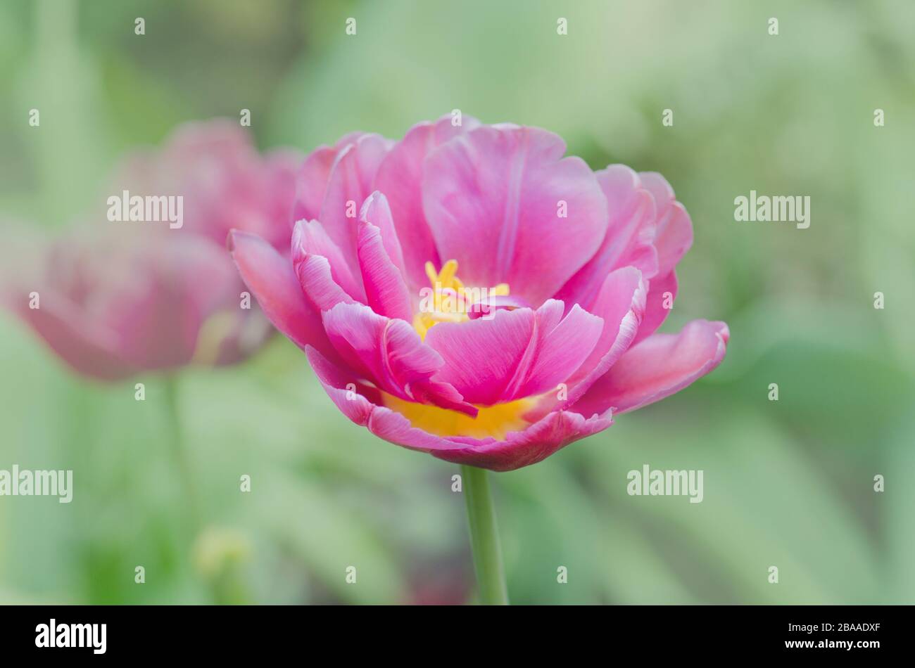 Double pink peony tulip in garden. Beautiful double pink tulip Drumline ...