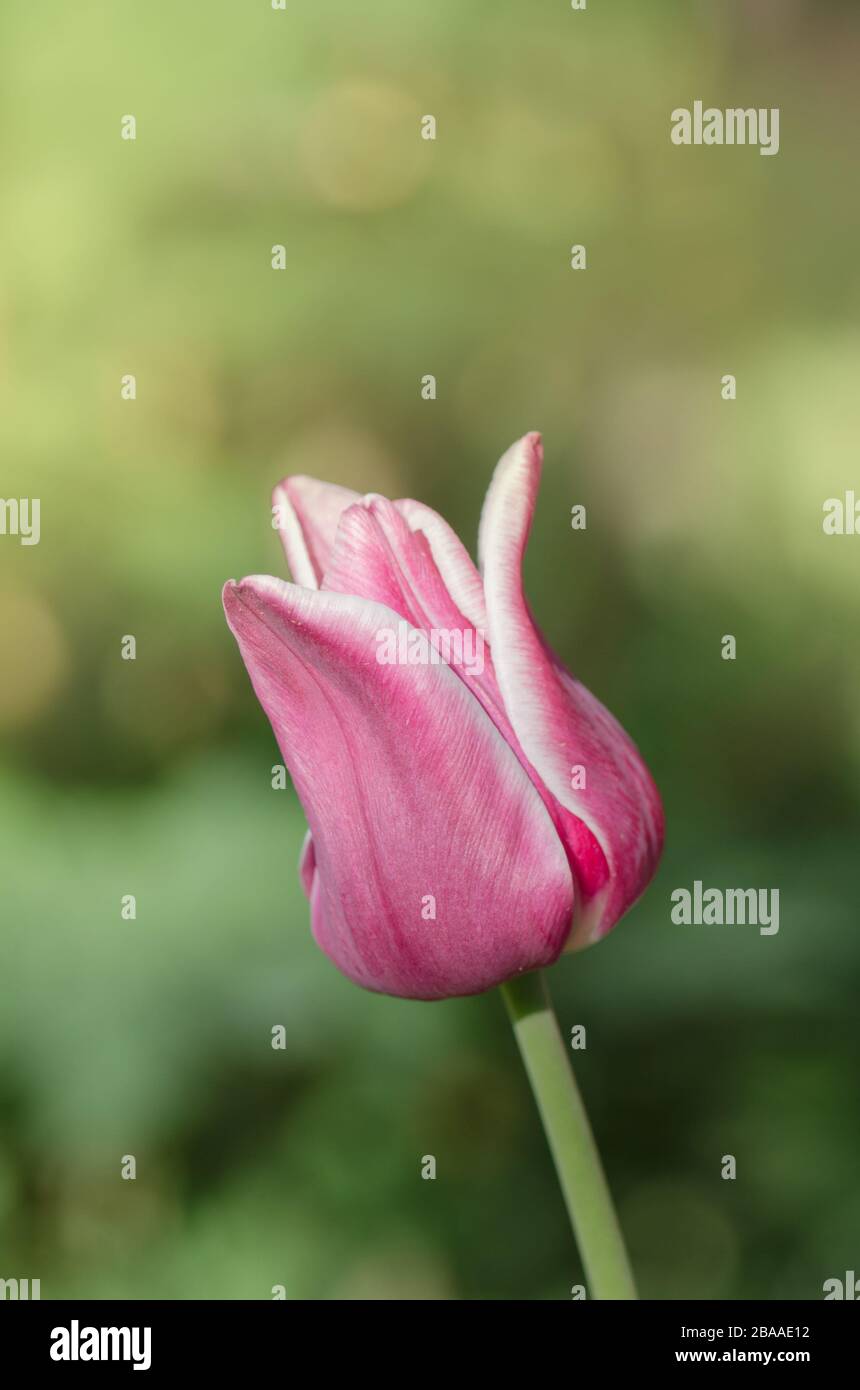 Tulip variety Ballade. Tulip flower in garden Stock Photo - Alamy