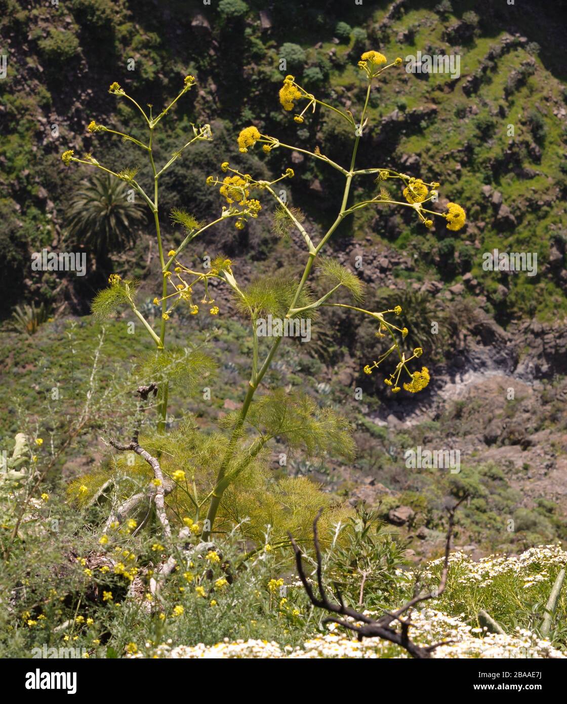 Ferula hi-res stock photography and images - Alamy