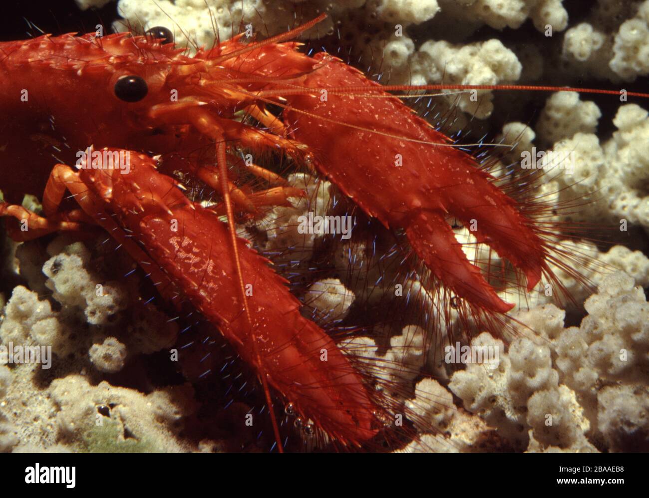 Hawaiian or Red hairy reef lobster, Enoplometopus occidentalis Stock ...