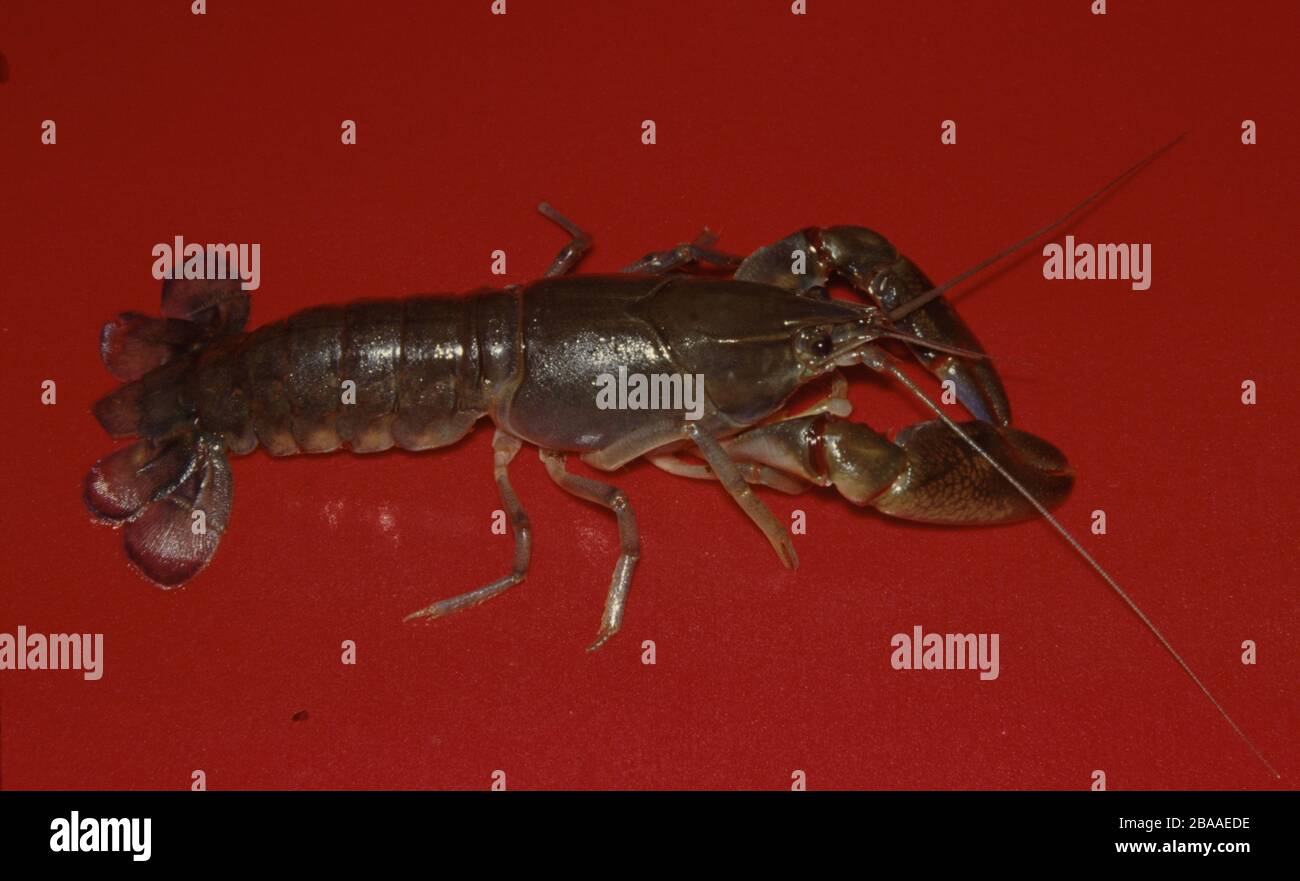 Yabbie australian freshwater crayfish, Cherax destructor Stock Photo ... Yabbie australian freshwater crayfish, Cherax destructor Stock Photo ...
