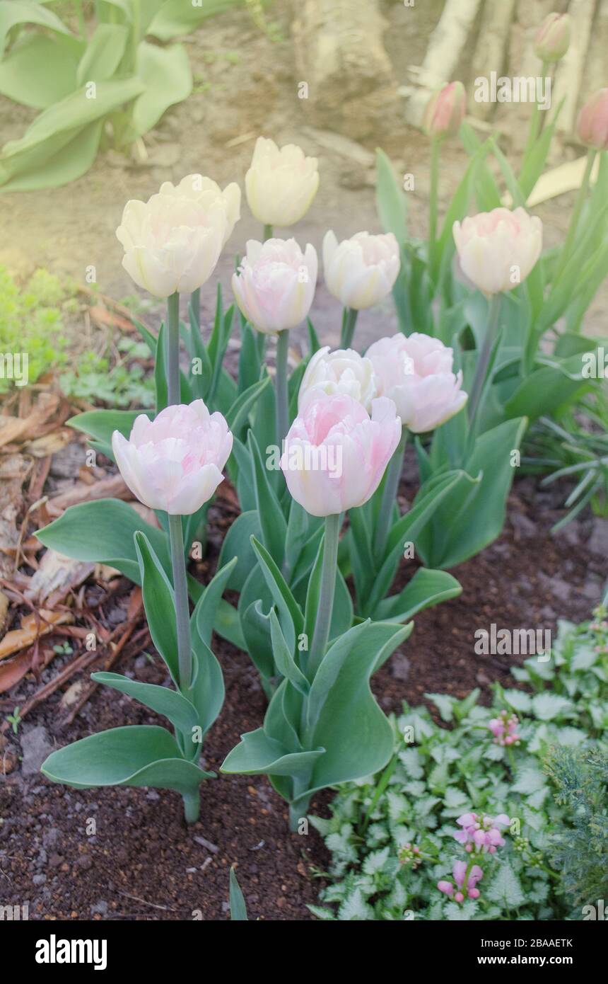 Double white tulips in park outdoor. Double tulip Mondial Stock Photo ...