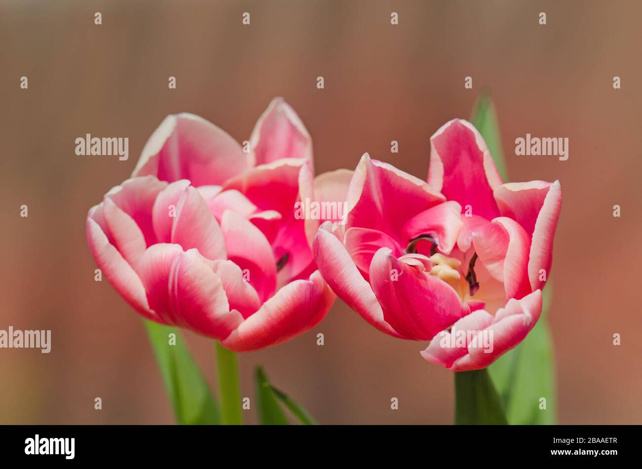 Red and white bicolour tulip Drumline. Red tulip and creamy edge Stock ...