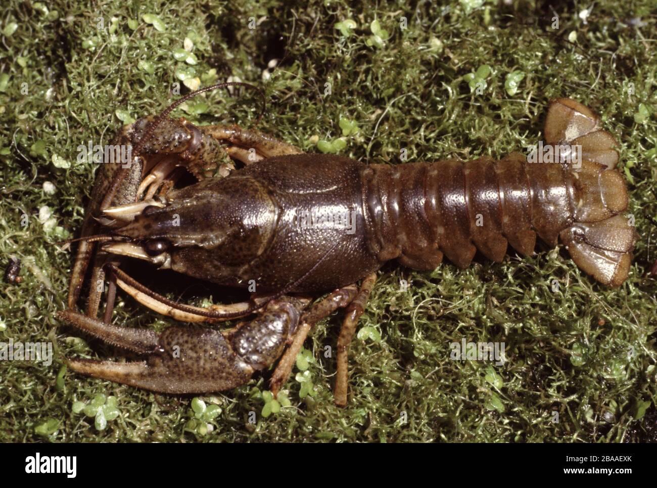 Female Turkish crayfish, Astacus leptodactylus Stock Photo - Alamy