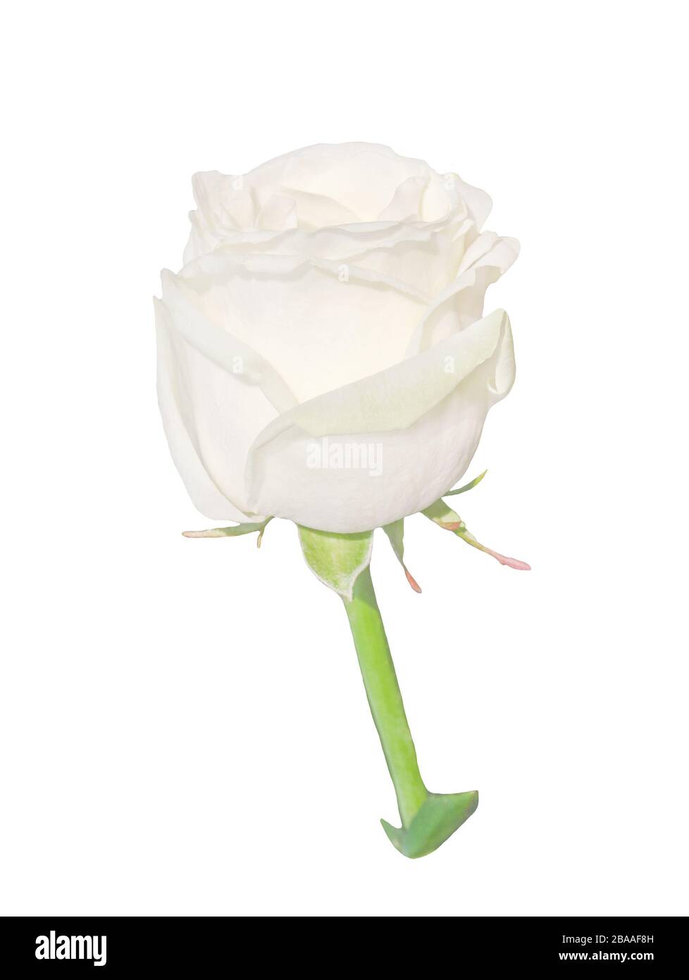 Single white rose bud isolated on white background. Beautiful white ...