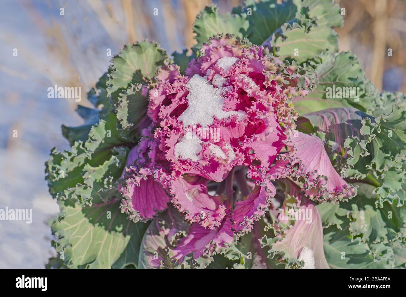 Ornamental Cabbage Winter High Resolution Stock Photography and Images ...