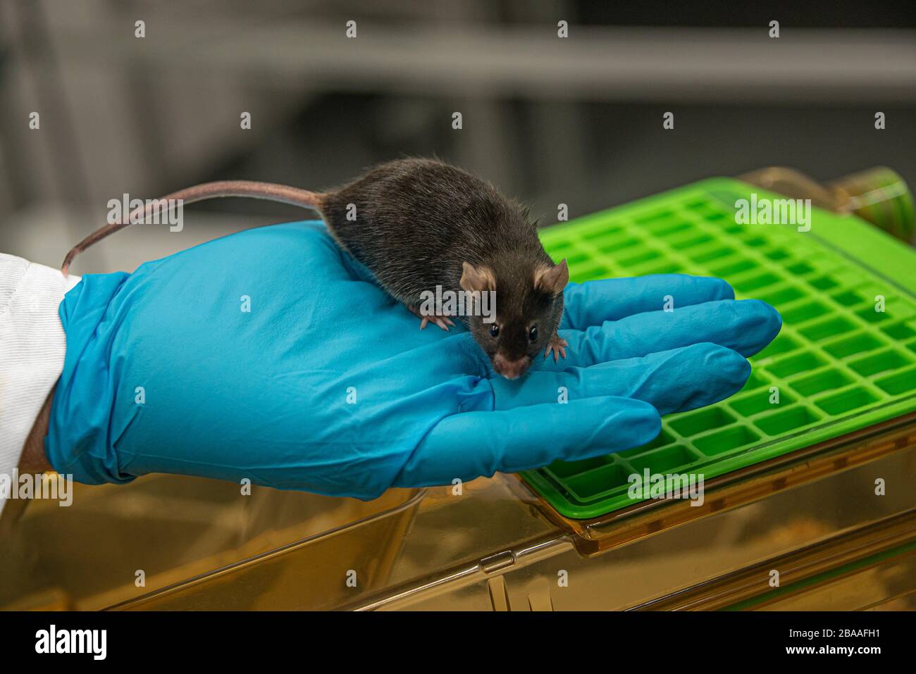 Laboratory black mouse is sitting on a person hand in cool blue glove ...