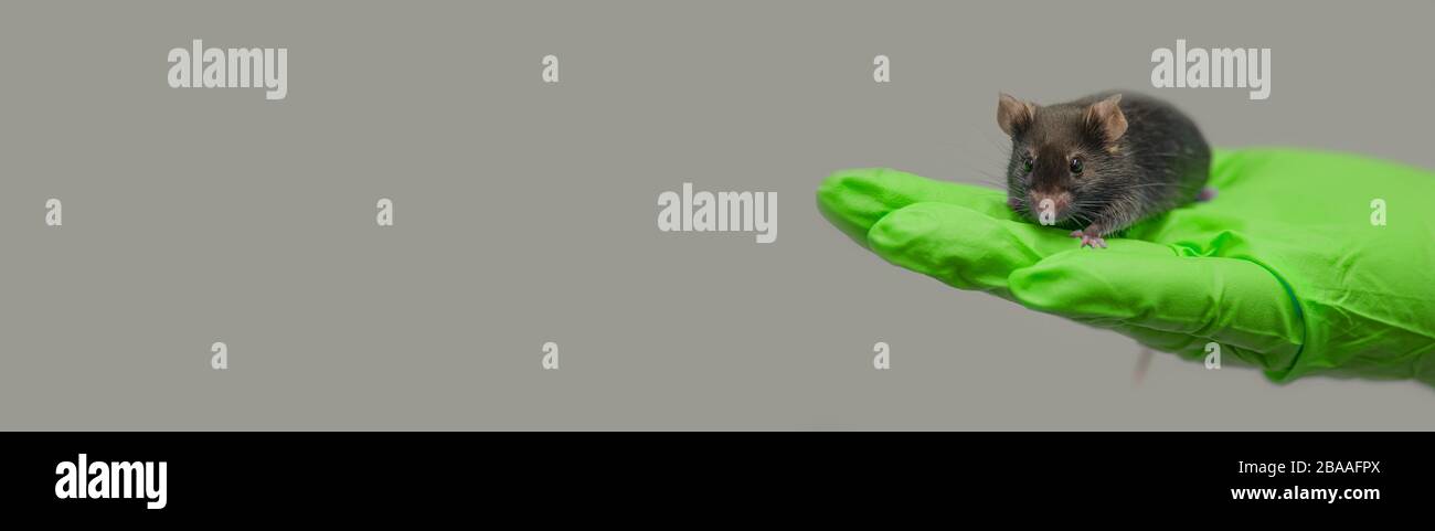 Fluorescent Mouse High Resolution Stock Photography and Images - Alamy