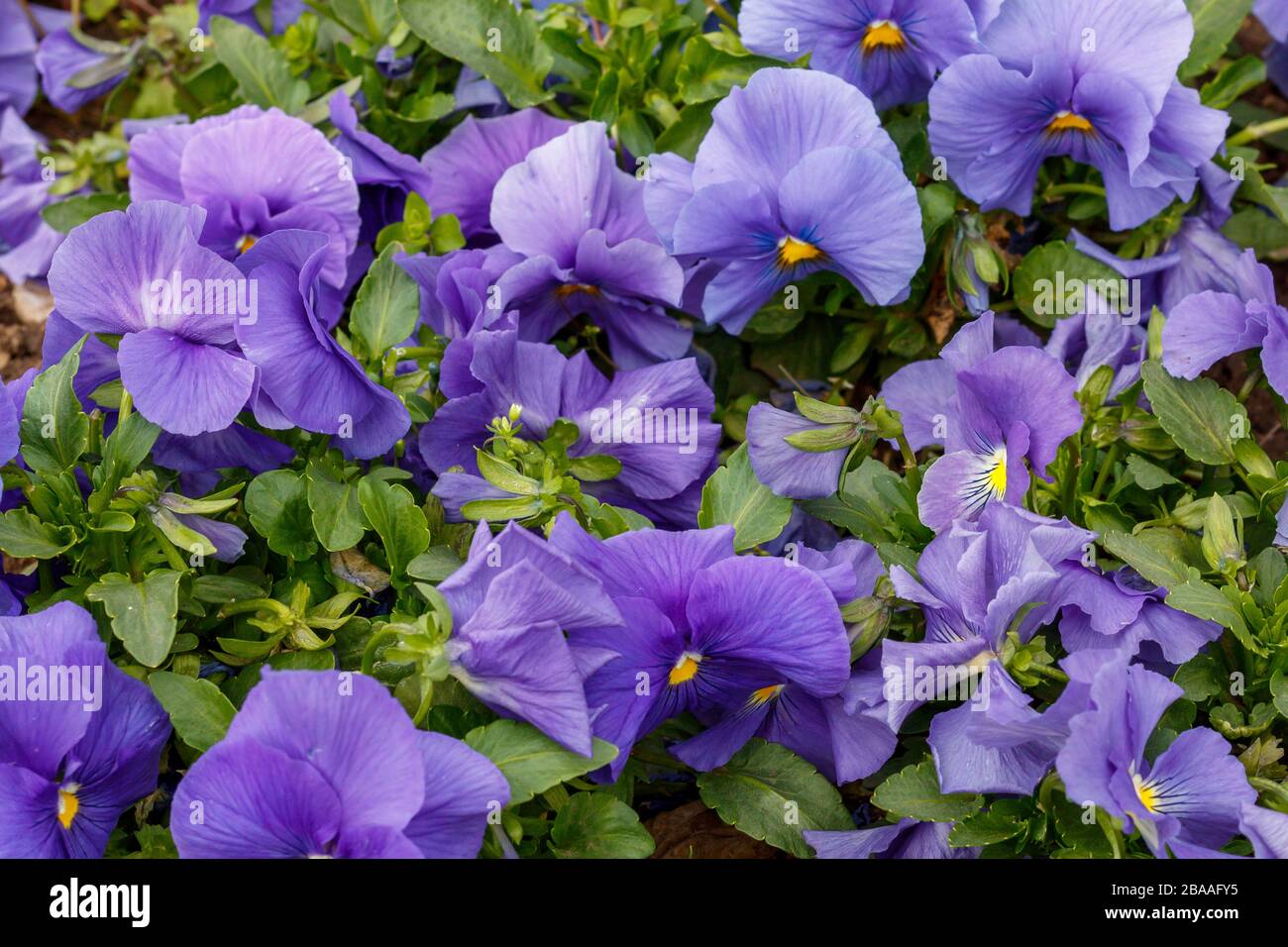 Beautiful Blue Flowers In Spring Blossom Stock Photo - Alamy
