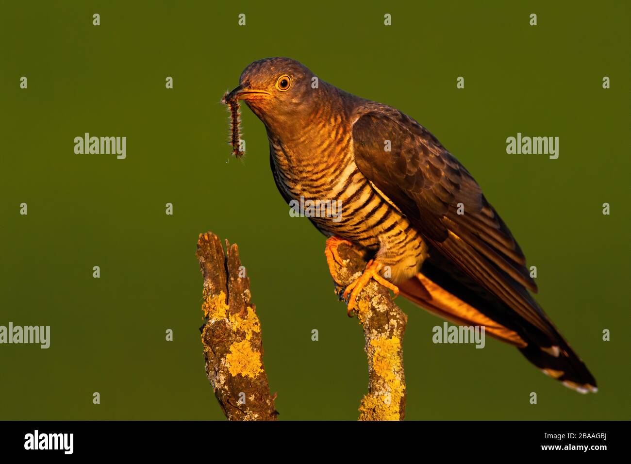 Male common cuckoo sitting on a branch in treetop at sunset in summer ...