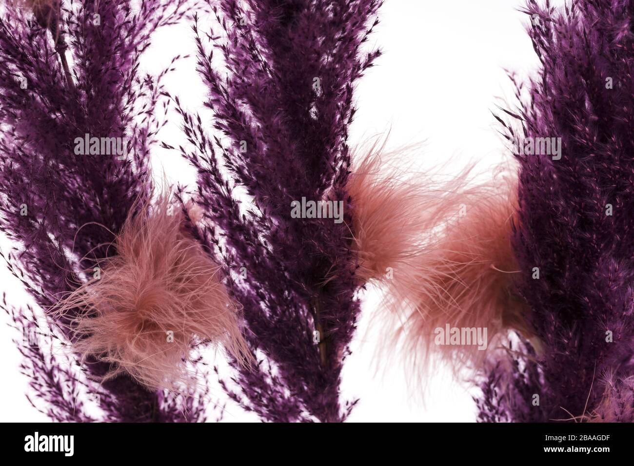 Сlose up view of dry purple colored decorative twigs . Beautiful purple ...