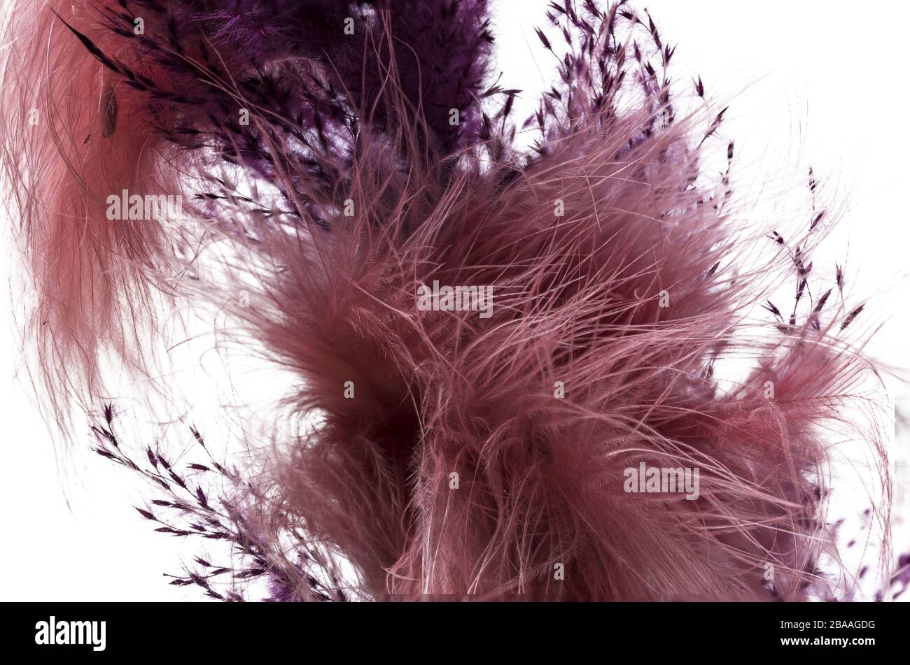 Сlose up view of dry purple colored decorative twigs isolated on white ...