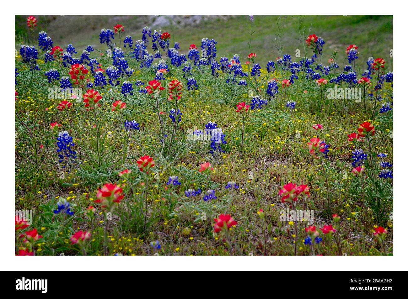 Texas spring wildflowers – bluebonnets and Indian paintbrushes, on ...