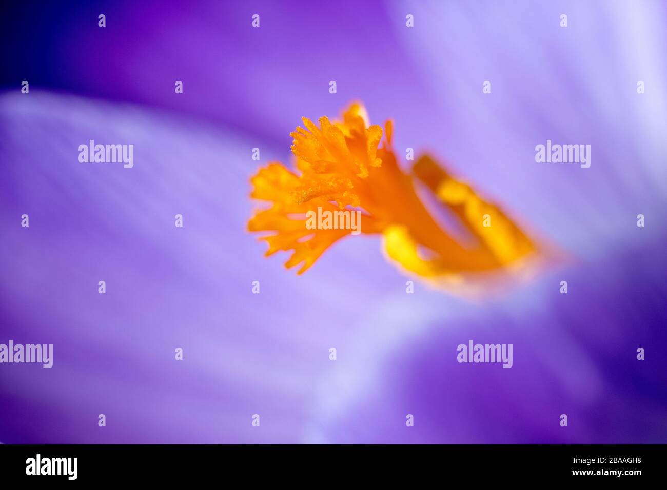 Crocus flower history hi-res stock photography and images - Alamy
