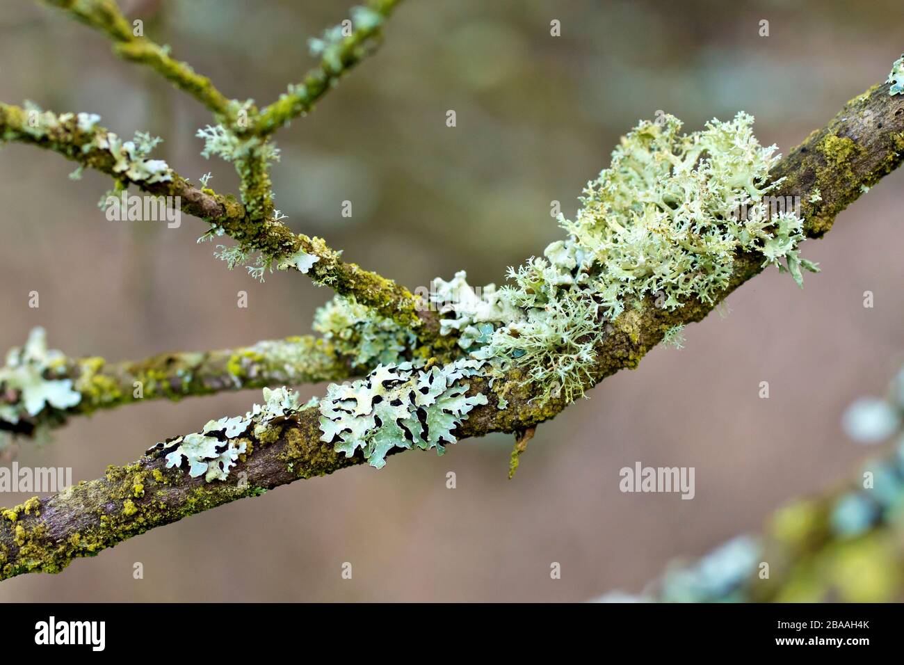 Close up showing detail of lichens on the branches of a tree, probably ...