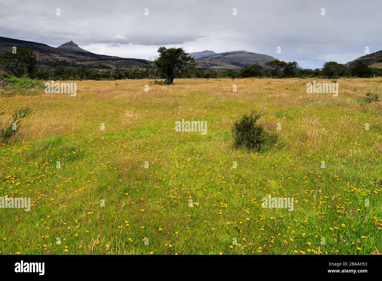 Wild flower meadow in the Patagonia Steppe, near Puerto Natales city ...