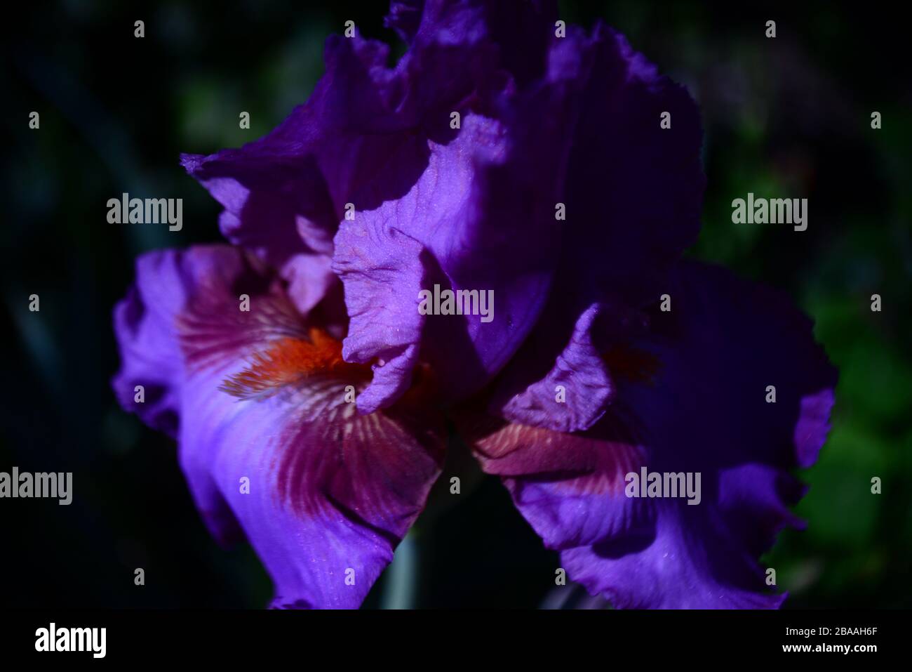 Beautiful Blooms Assorted Spring Flowers Stock Photo - Alamy