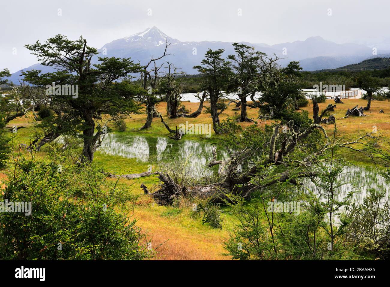 Trees at Villa Serrano, Torres de Paine, Magallanes and Chilean ...