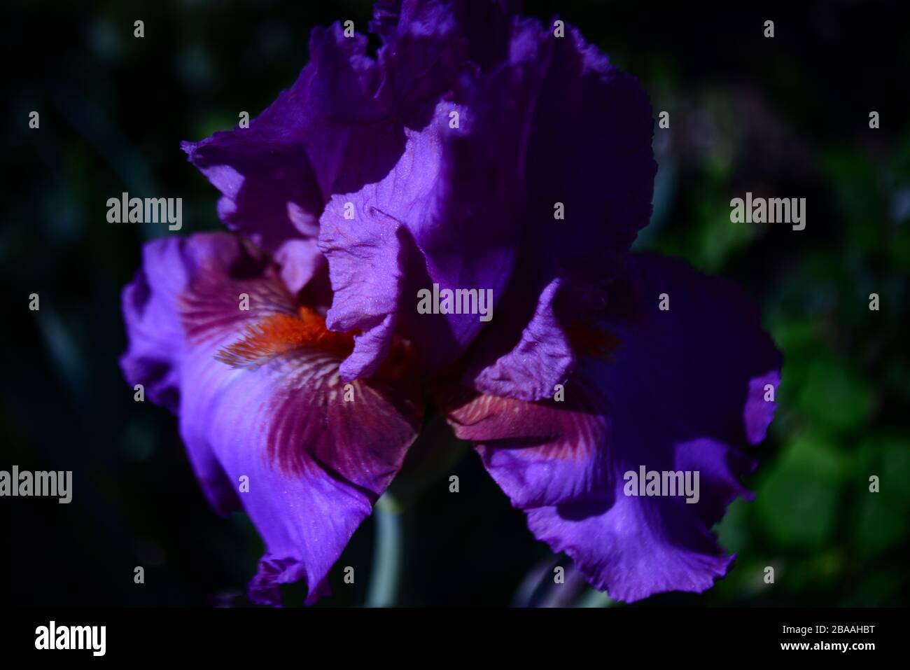 Largeflowers hi-res stock photography and images - Alamy