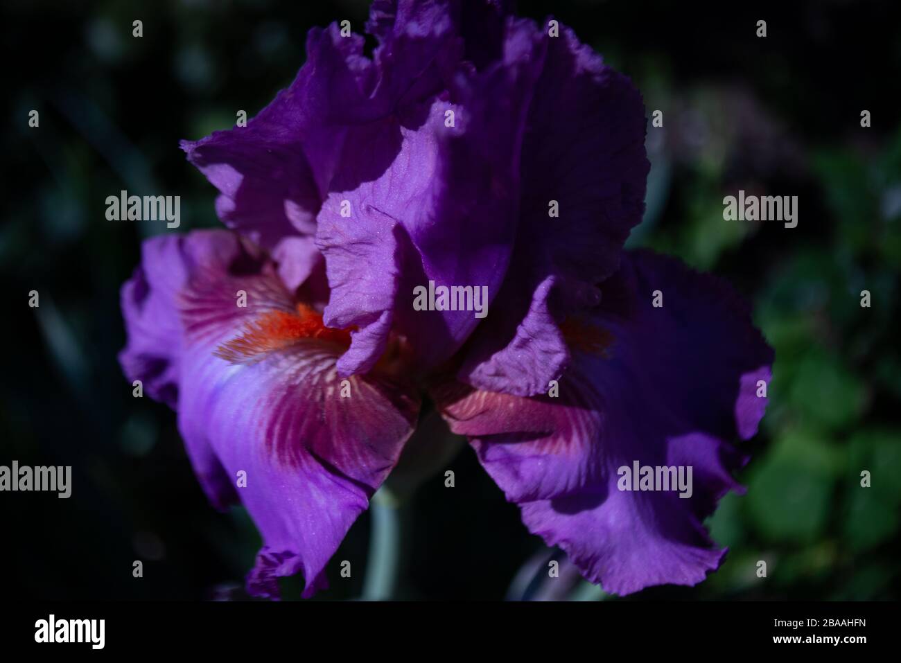 Largeflowers hi-res stock photography and images - Alamy
