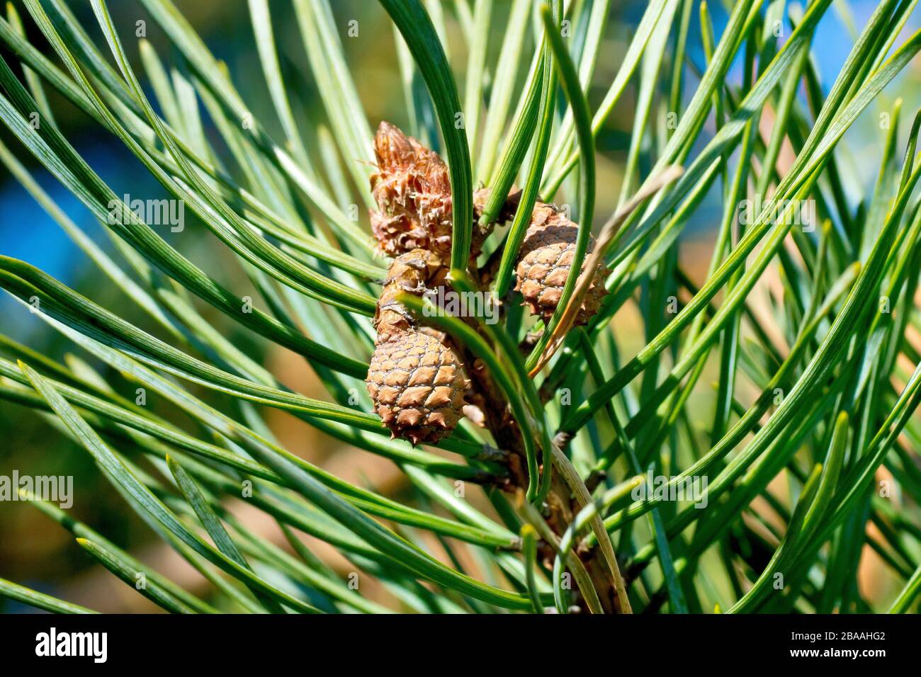 Developing pine cones hi-res stock photography and images - Alamy