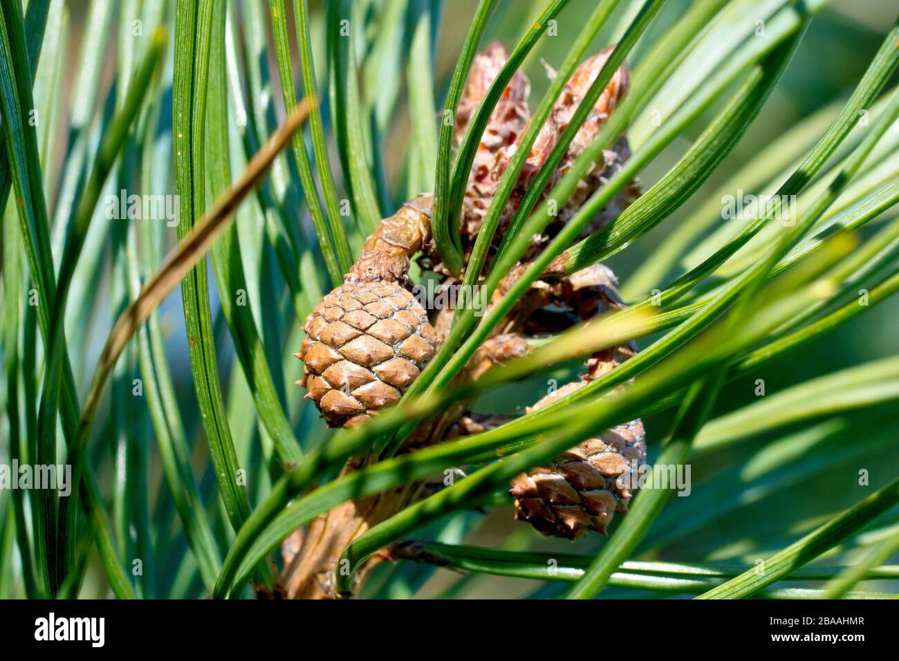 Immature pine cone hi-res stock photography and images - Alamy