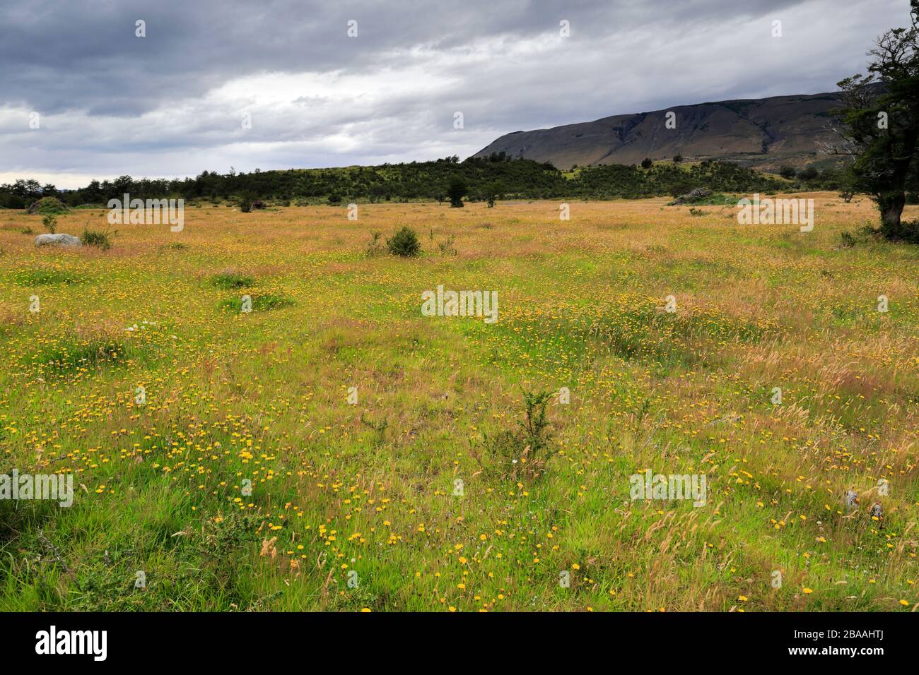 Wild flower meadow in the Patagonia Steppe, near Puerto Natales city ...